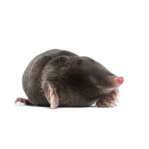 Mole | Magic Exterminating - Pest Control & Exterminating Services